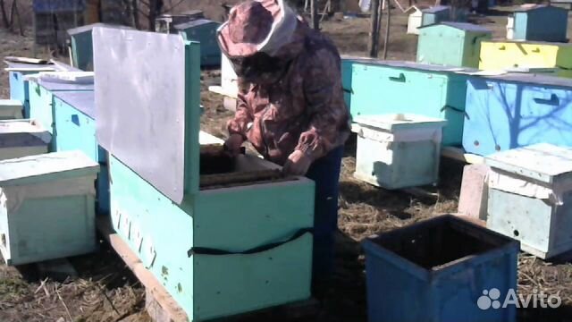 Продам пчелосемьи с уликами