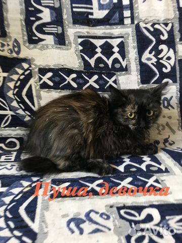 Котята