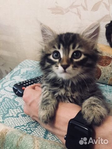 Кошка от шотландки