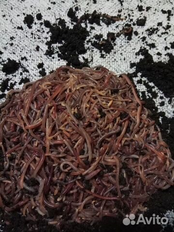 Продам червь дендробена