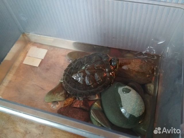 Болотная красноухая черепаха