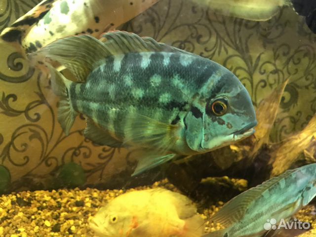 Пара Пситакусы