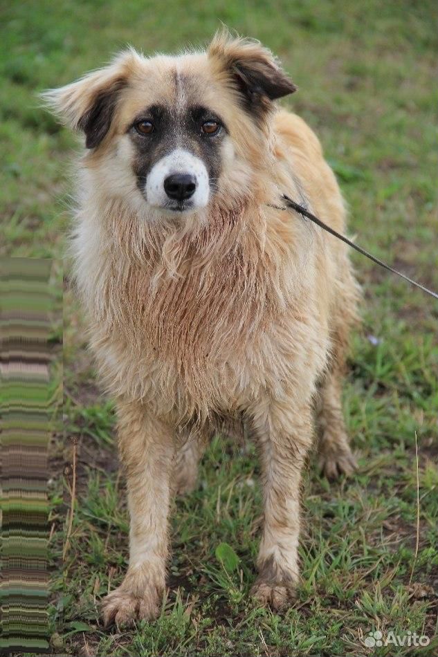 Кнопочка ищет семью