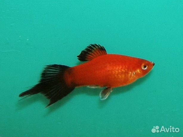 Пецилии редиска