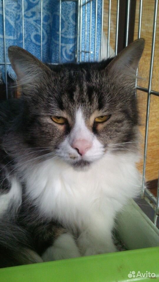 Красивая, домашняя и безумно ласковая кошечка