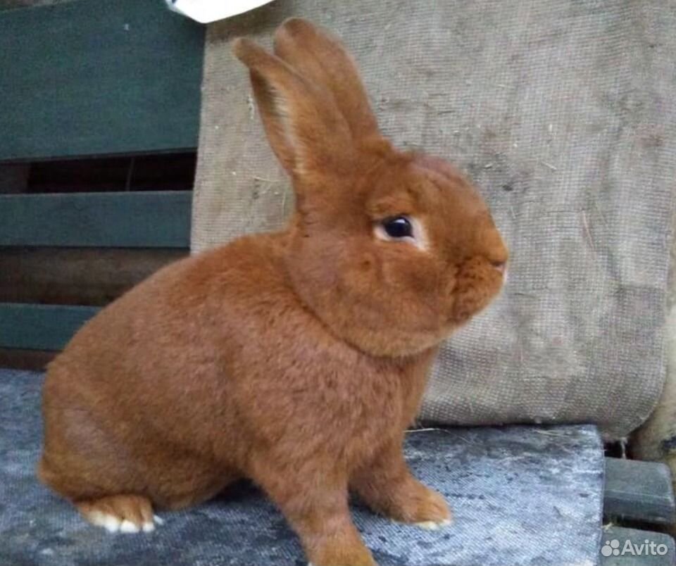 Племя кроликов и крольчат Красные Новозеландские