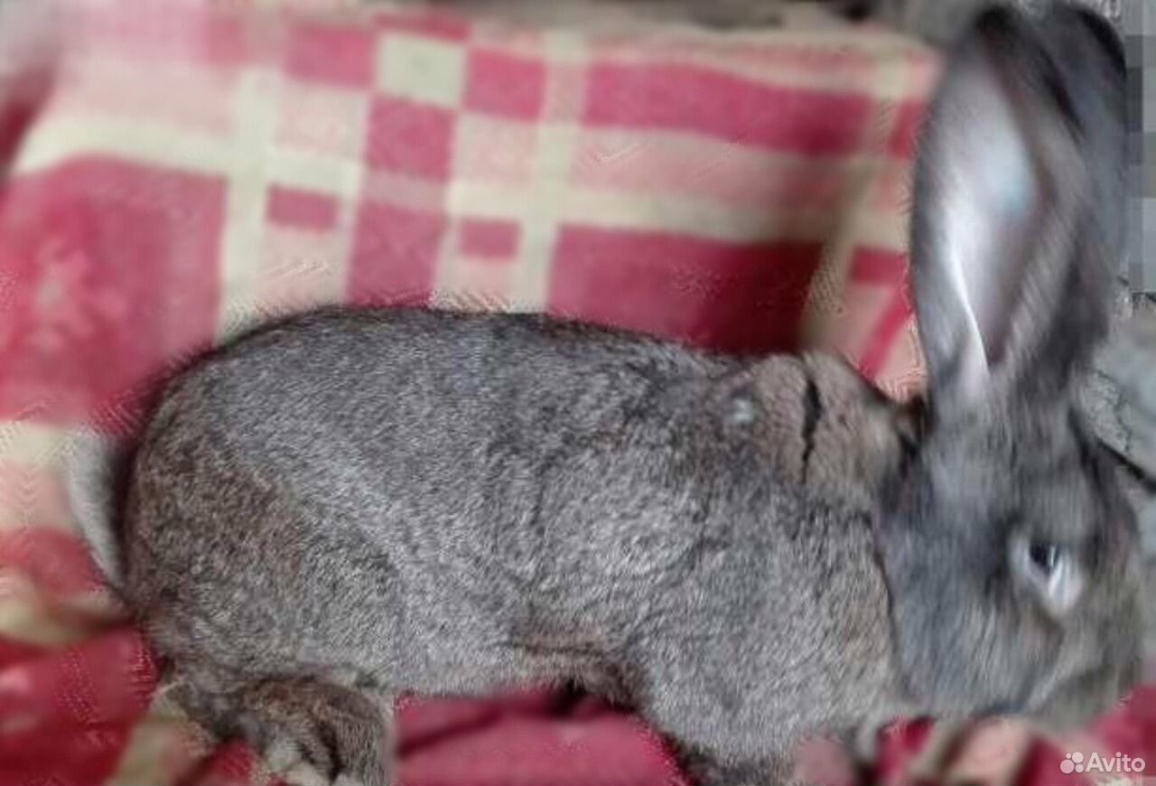 Чистокровные кролики крупных пород