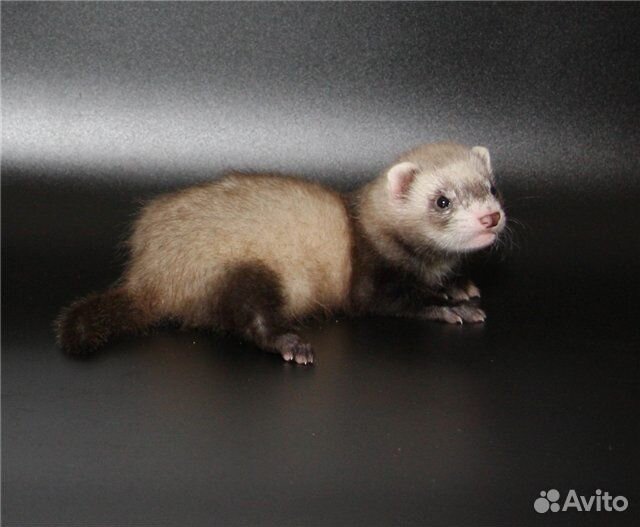 Молодые хорьки