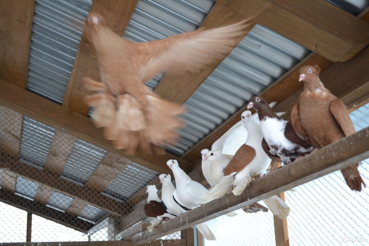 Голуби игровые - бойные