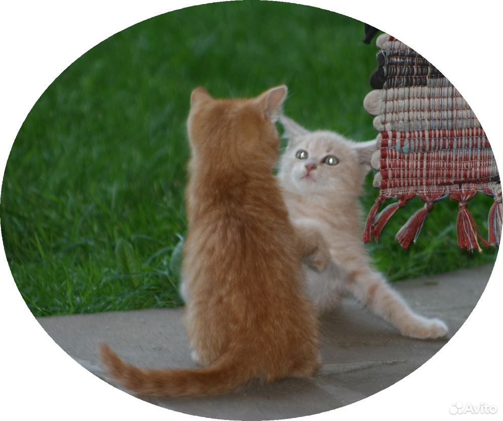 Рыже - кремовый котенок в хорошие руки