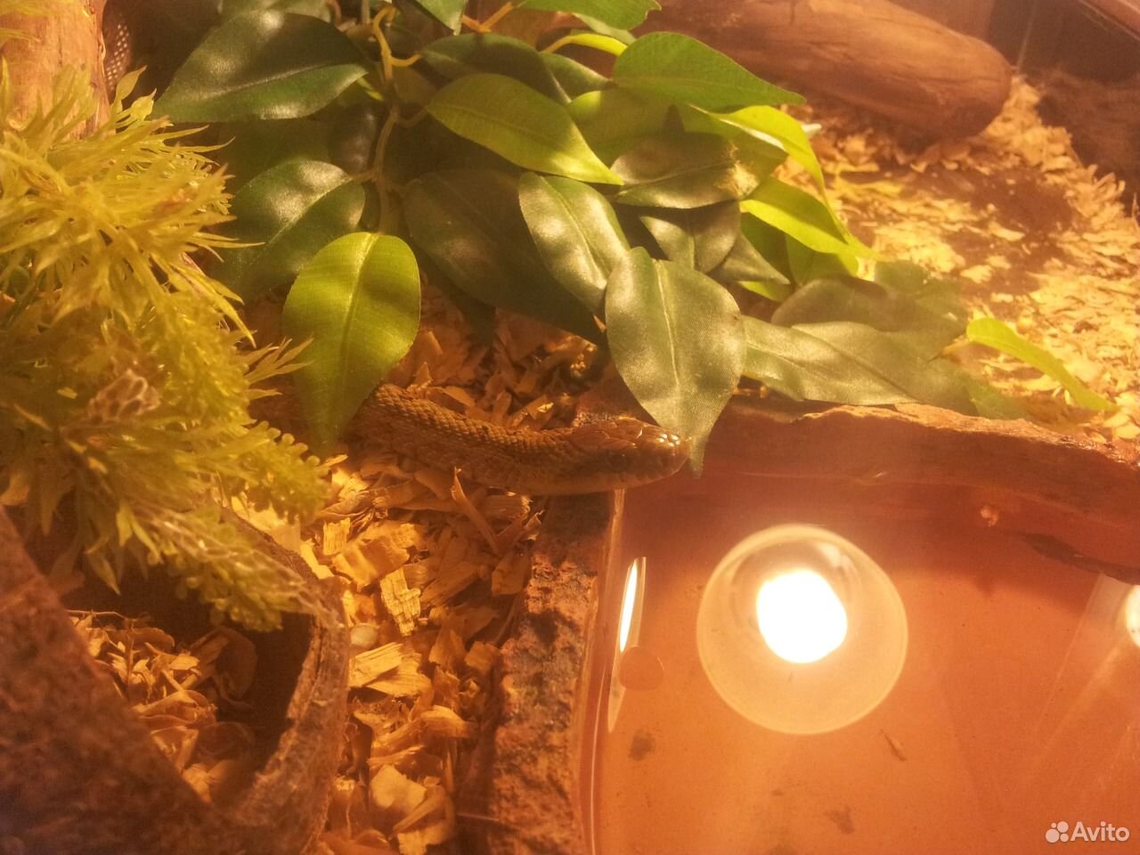 Узорчатый полоз вместе с террариумом