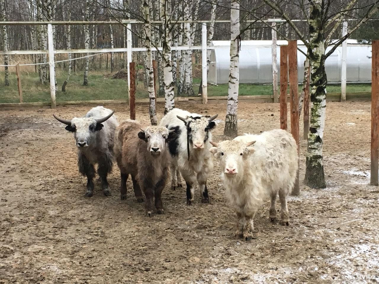 Тибетские яки