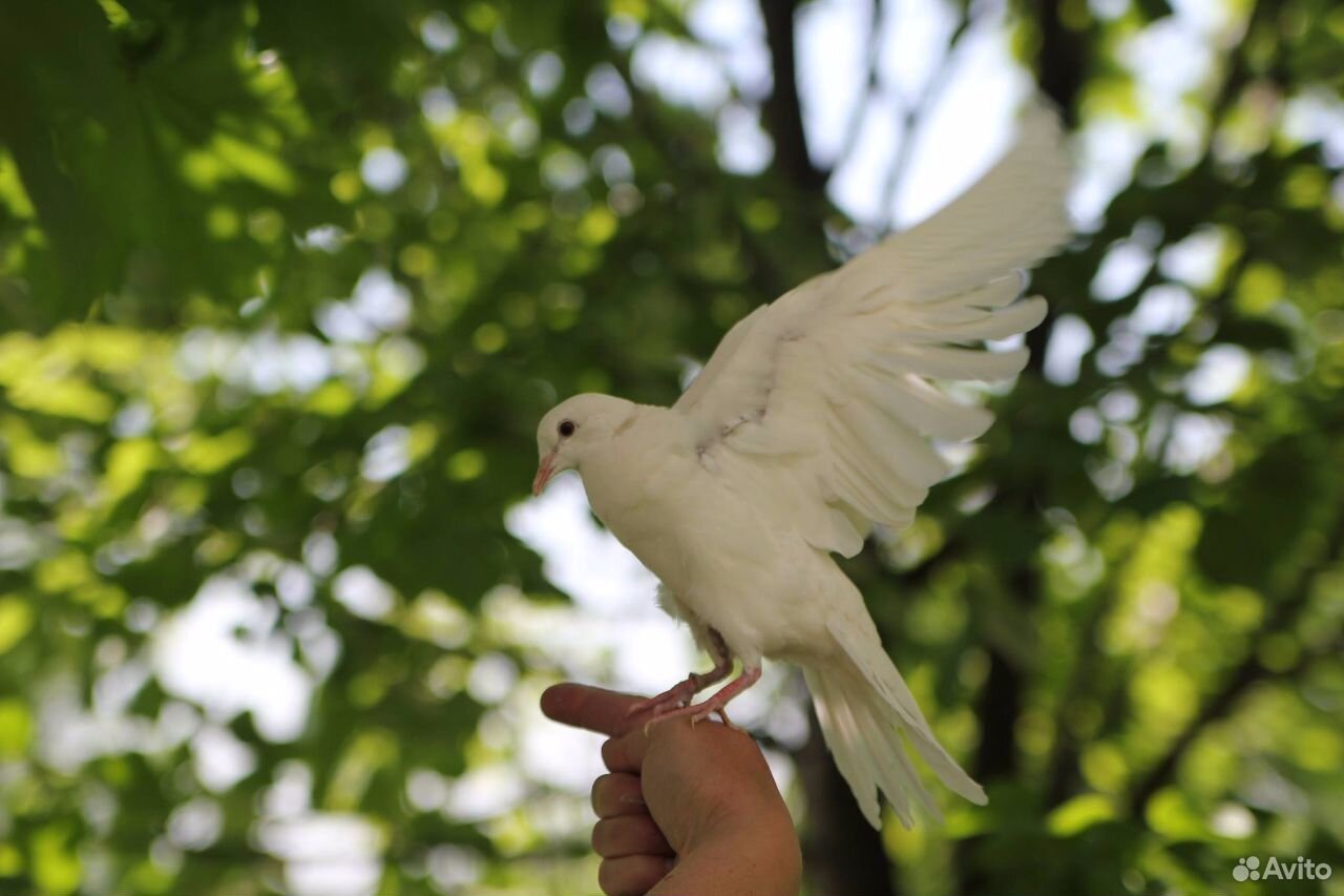 Горлицы смеющиеся