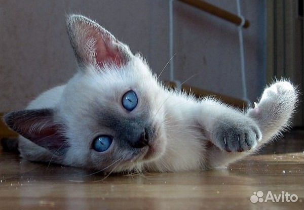 Элитный окрас у котят Блю - поинты