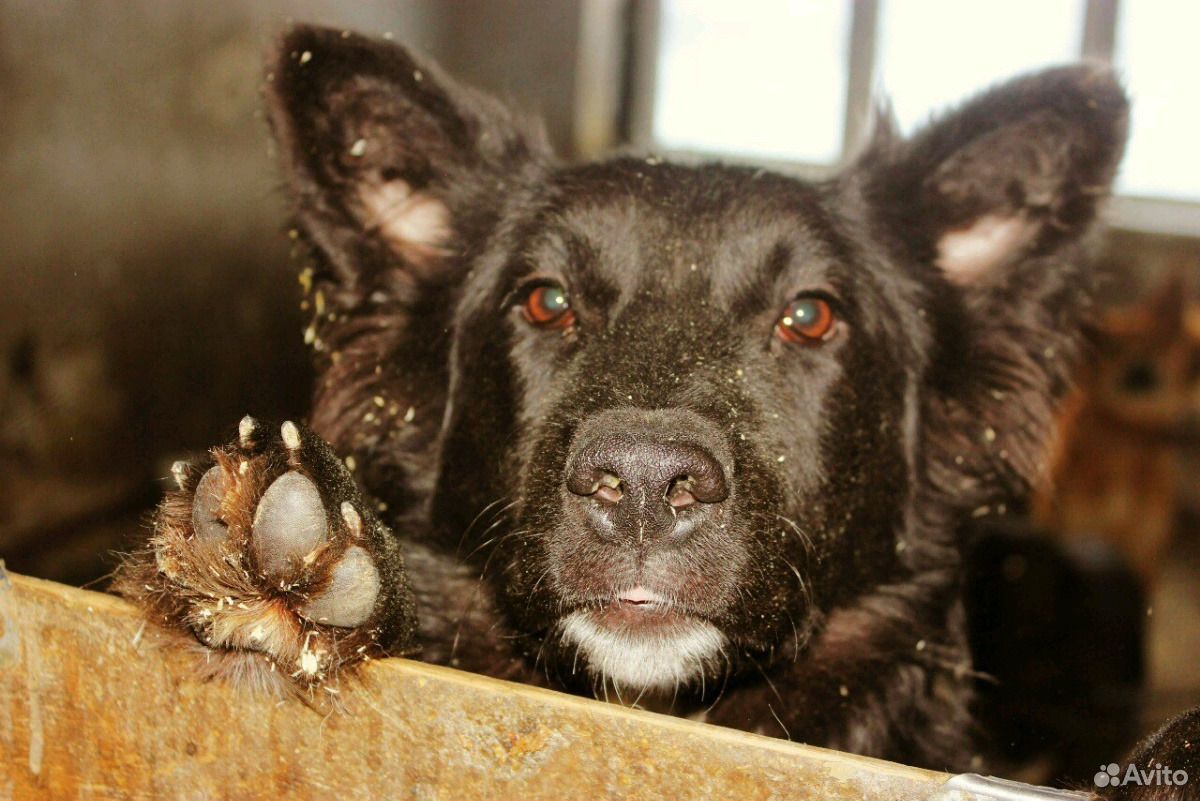 Отдадим очаровательную девочку Вольт из приюта