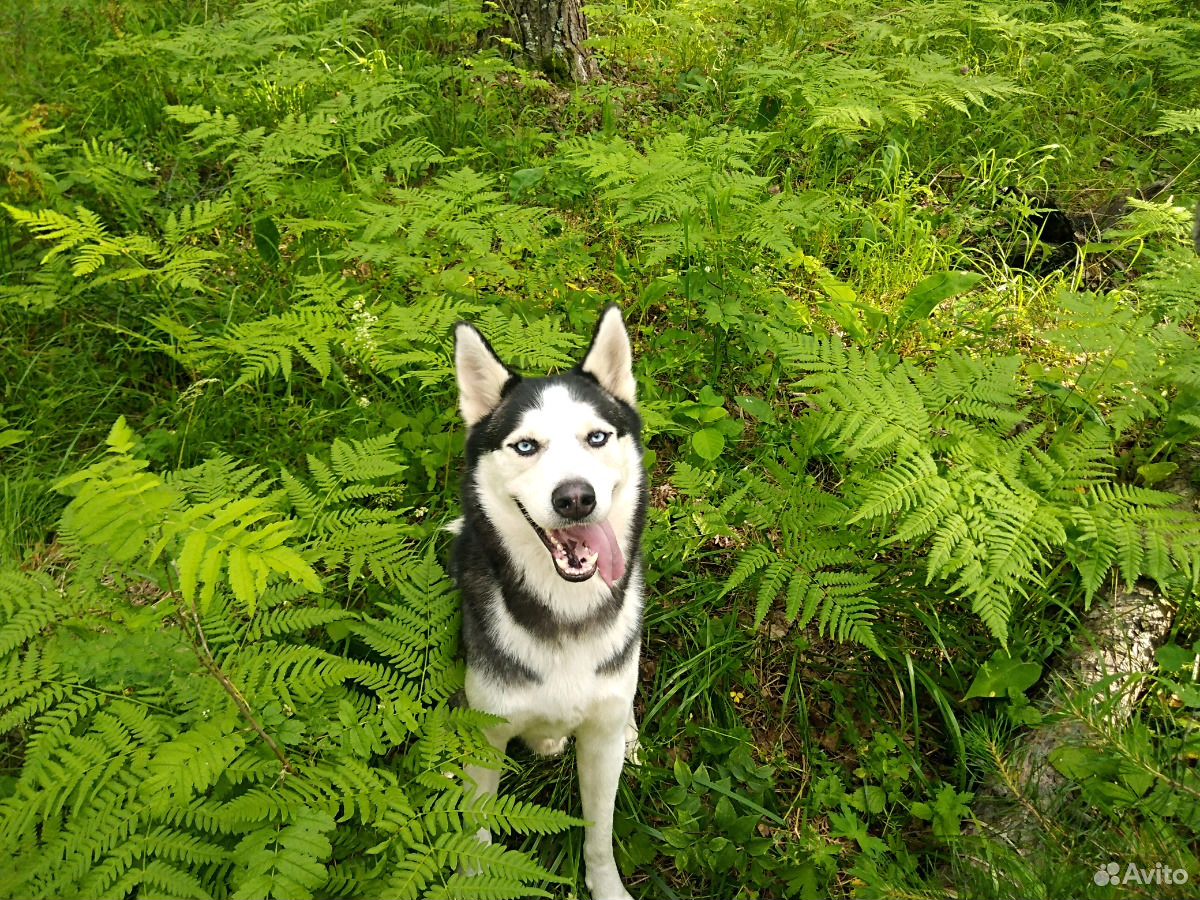 Вязка Хаски. кобель