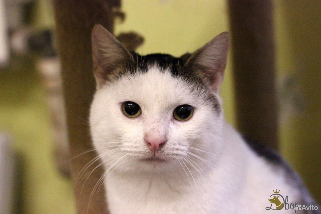 Красавчика Фому в добрые руки