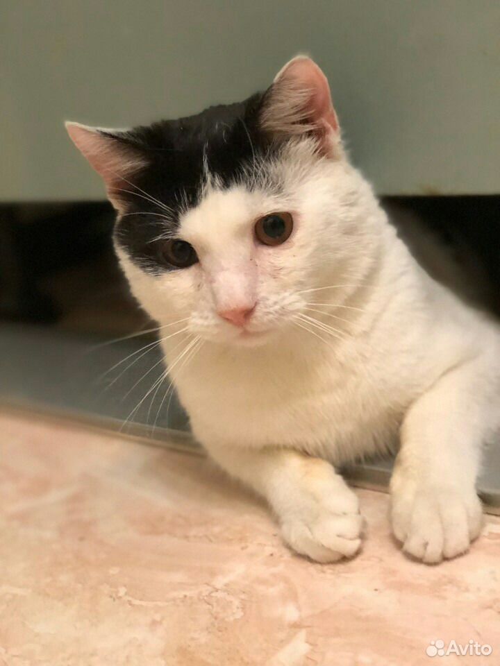 Замечательного котика в дар