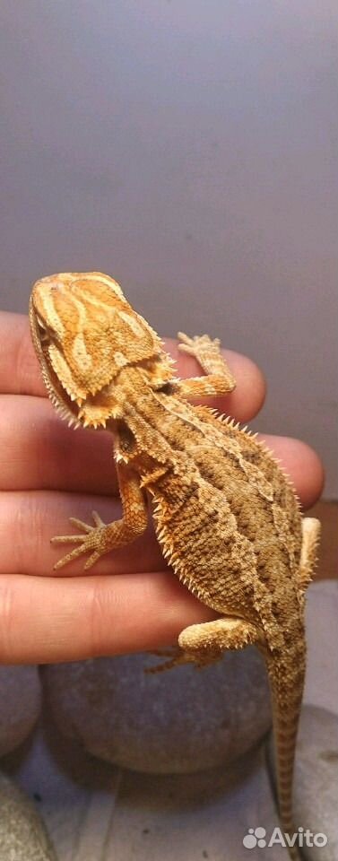 Девочка бородатой агамы)