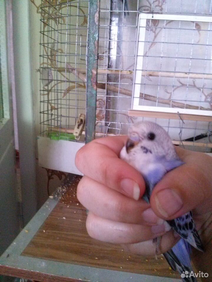 Волнистый попугай