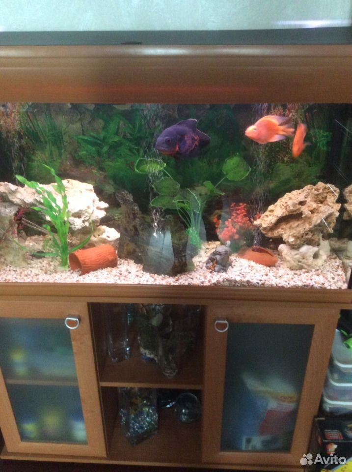 Аквариум с рыбками