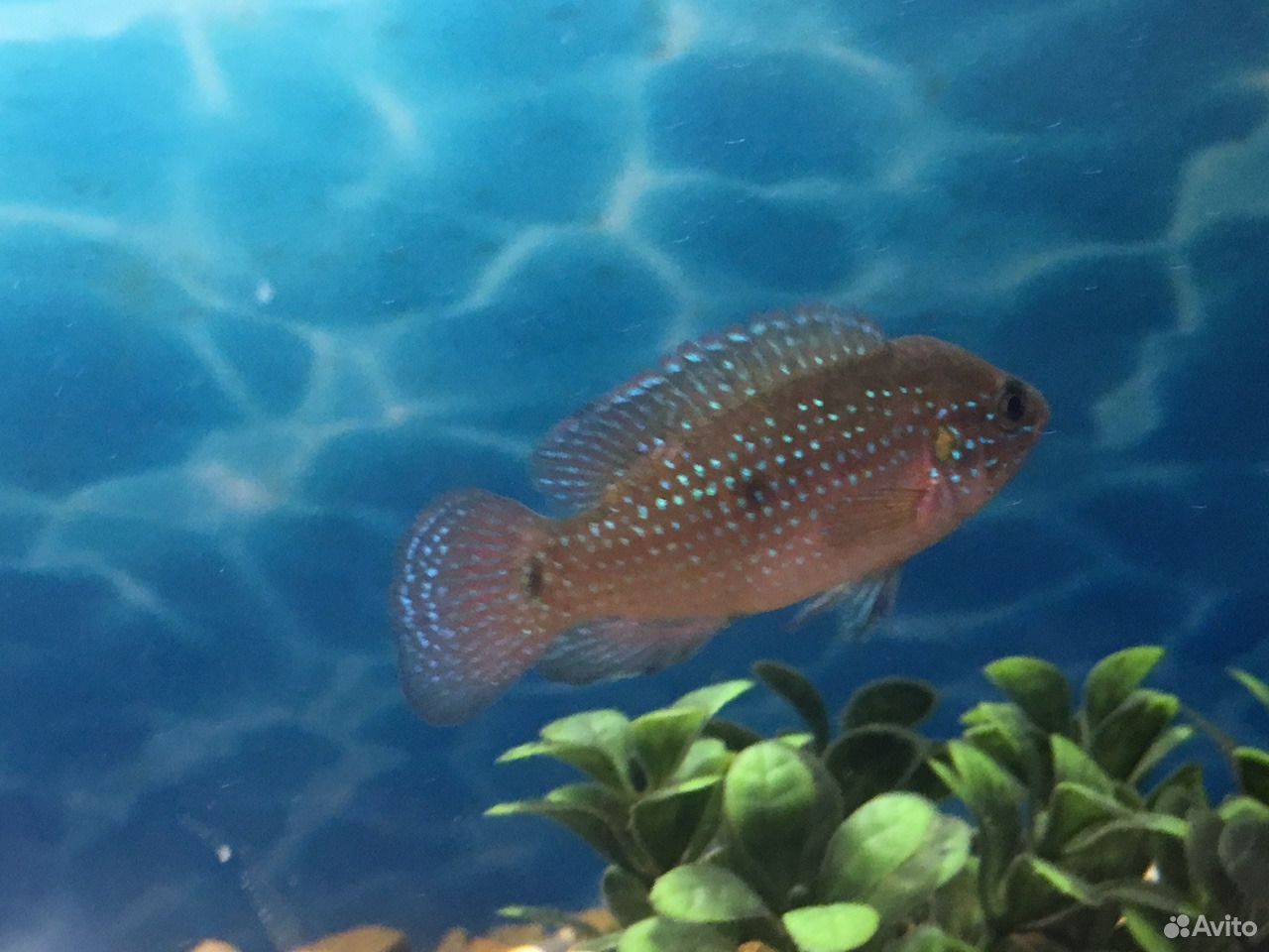 Рыба цихлиды