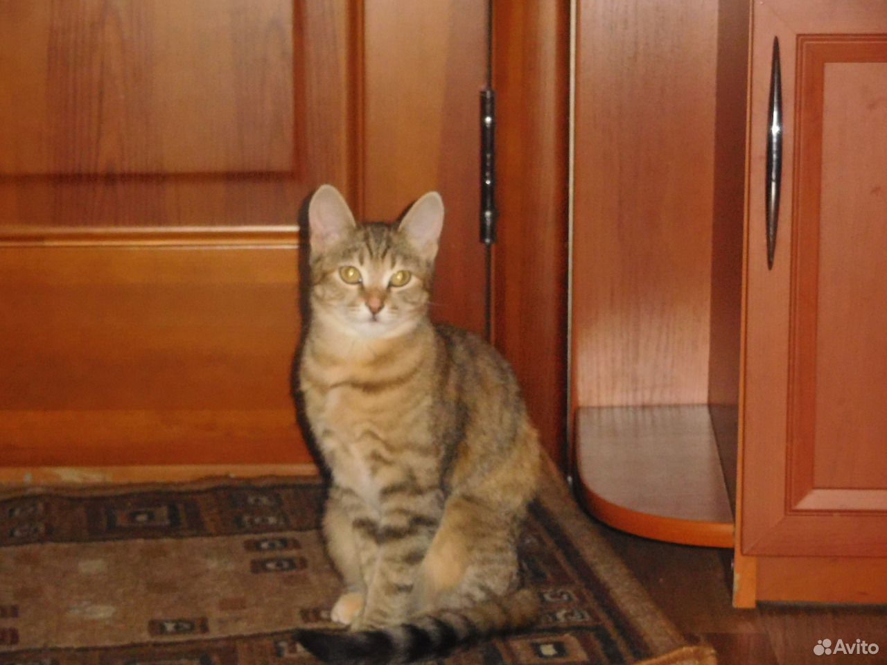 Кошечка Лиля 1г. 3 мес