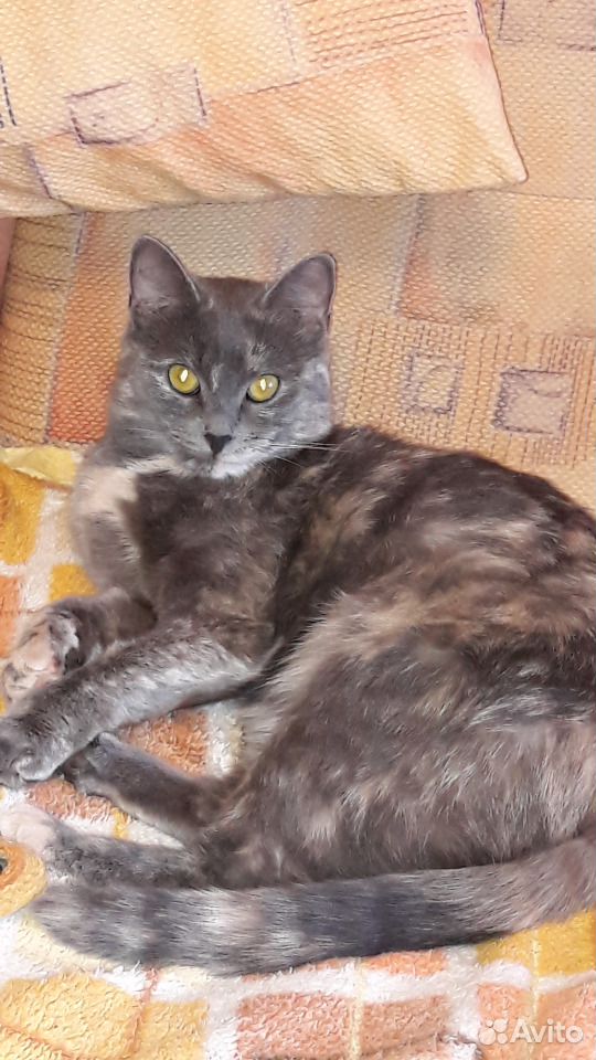 Плюша в поисках дома