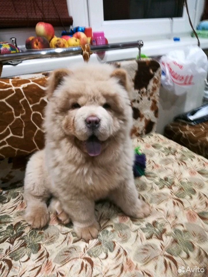 Щенок чау чау