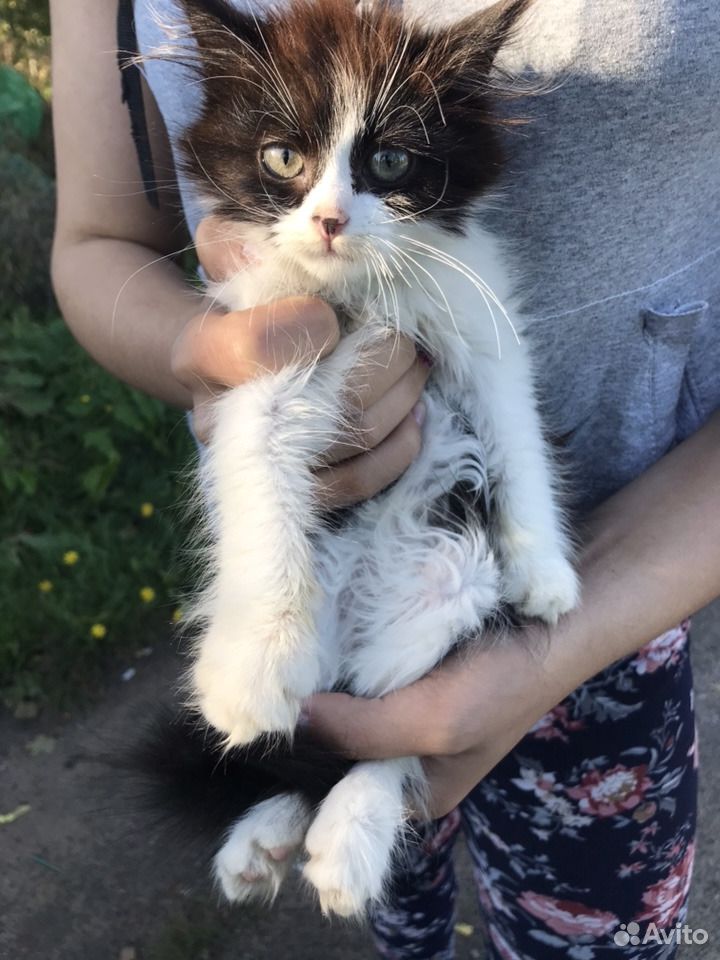 Пушистый домовёнок Кузя