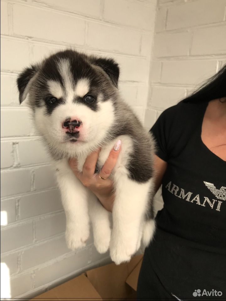 Продаются щенки хаски