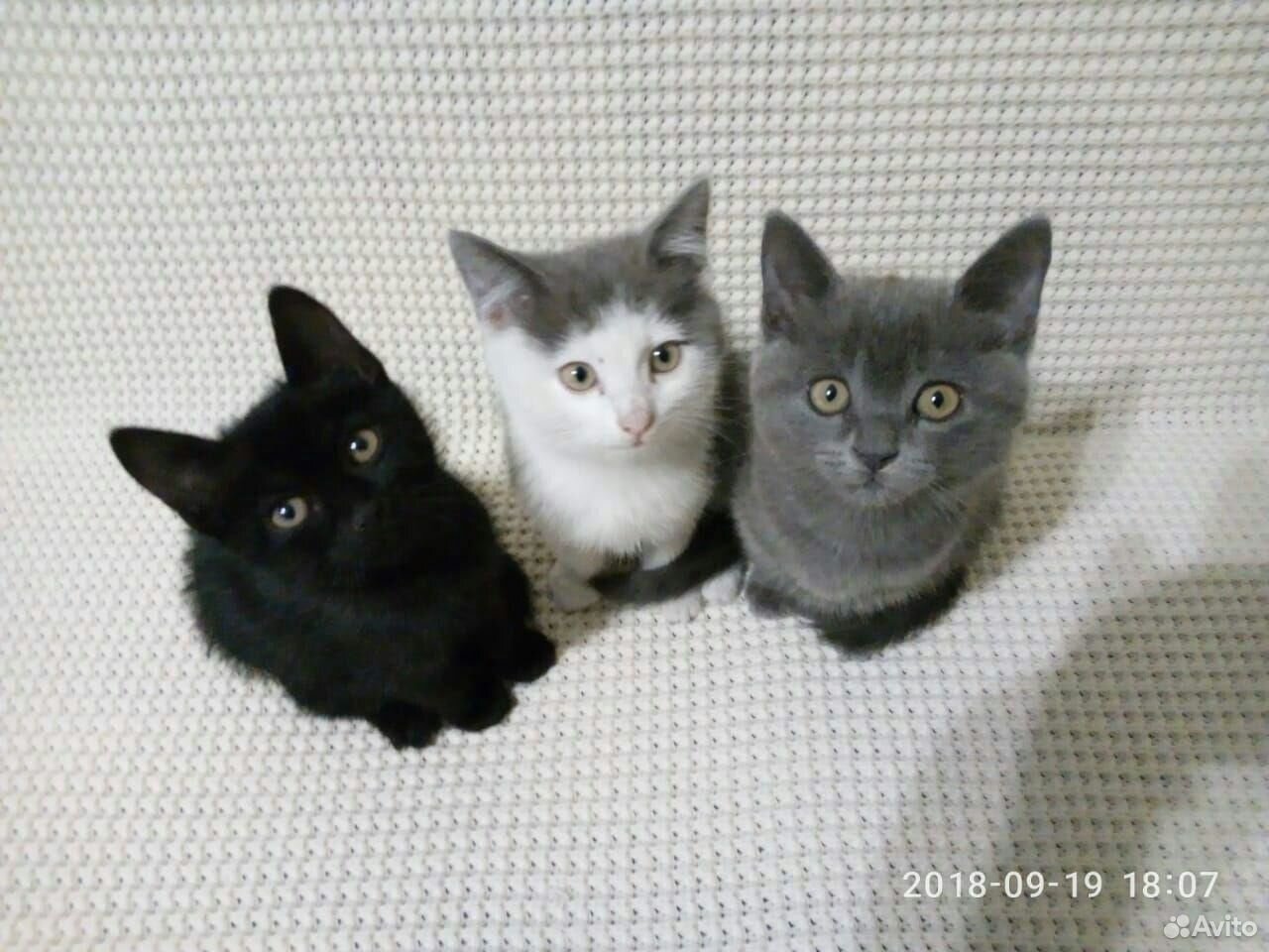 Отдадимся в хорошие руки)