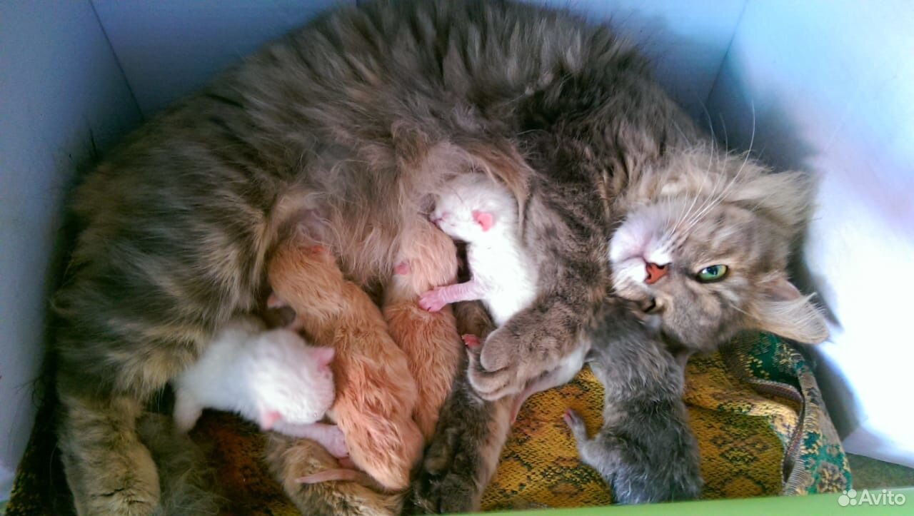 Котята домашние