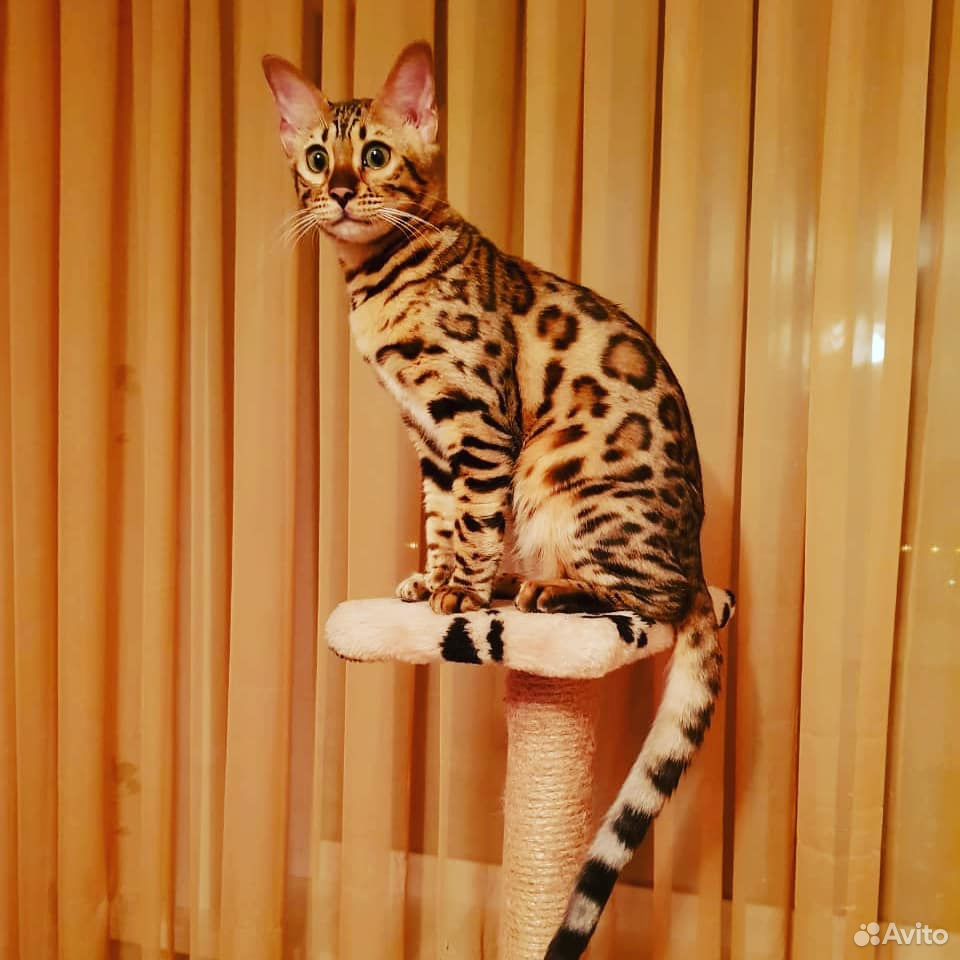 Золотые бенгалы