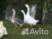Гуси из фермерского хозяйства