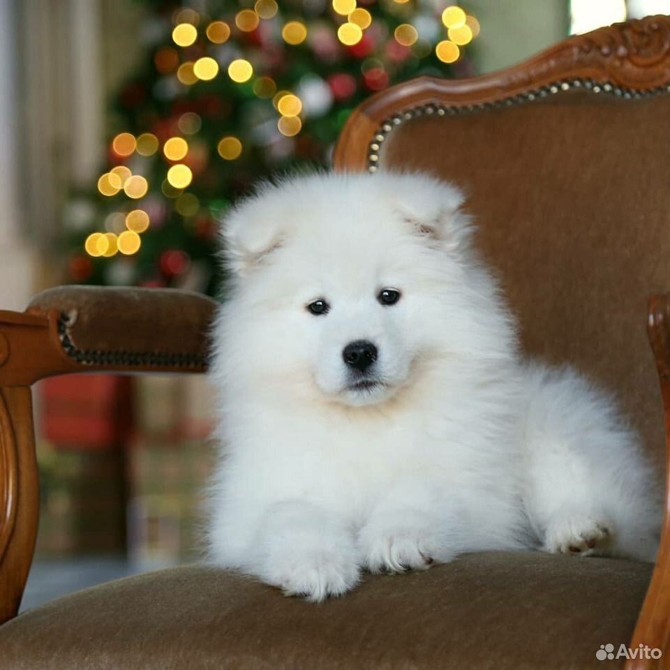 Щенки самоеда