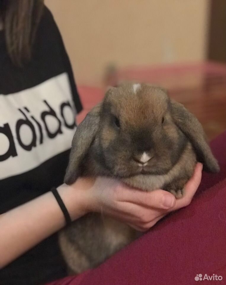 Вязка кролика