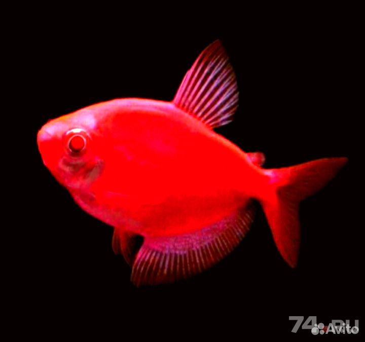 Тернеция красная Glo Fish