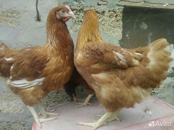 Птица
