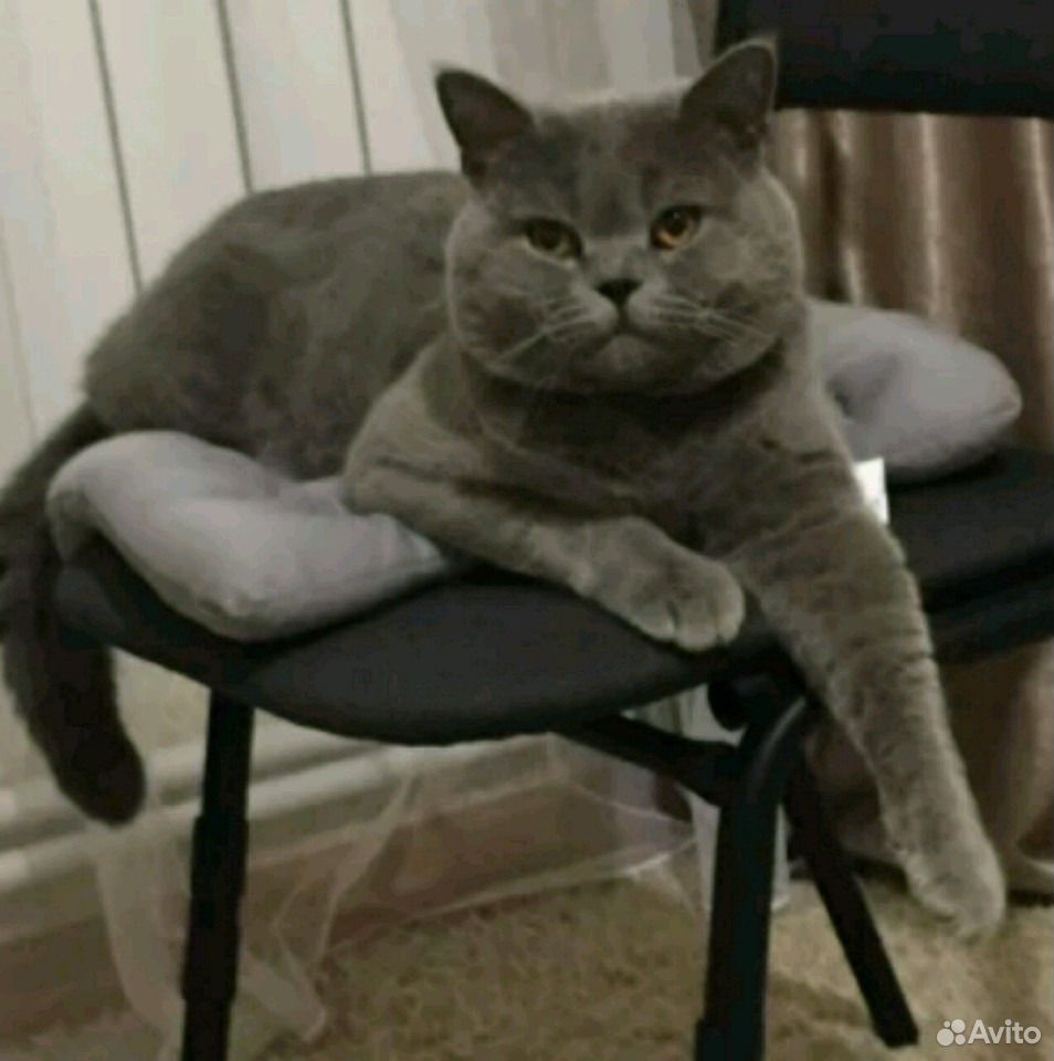 Кот британский вязка
