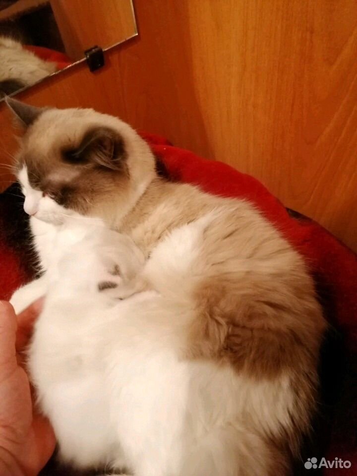 Рэгдолл биколорчики и черепашата