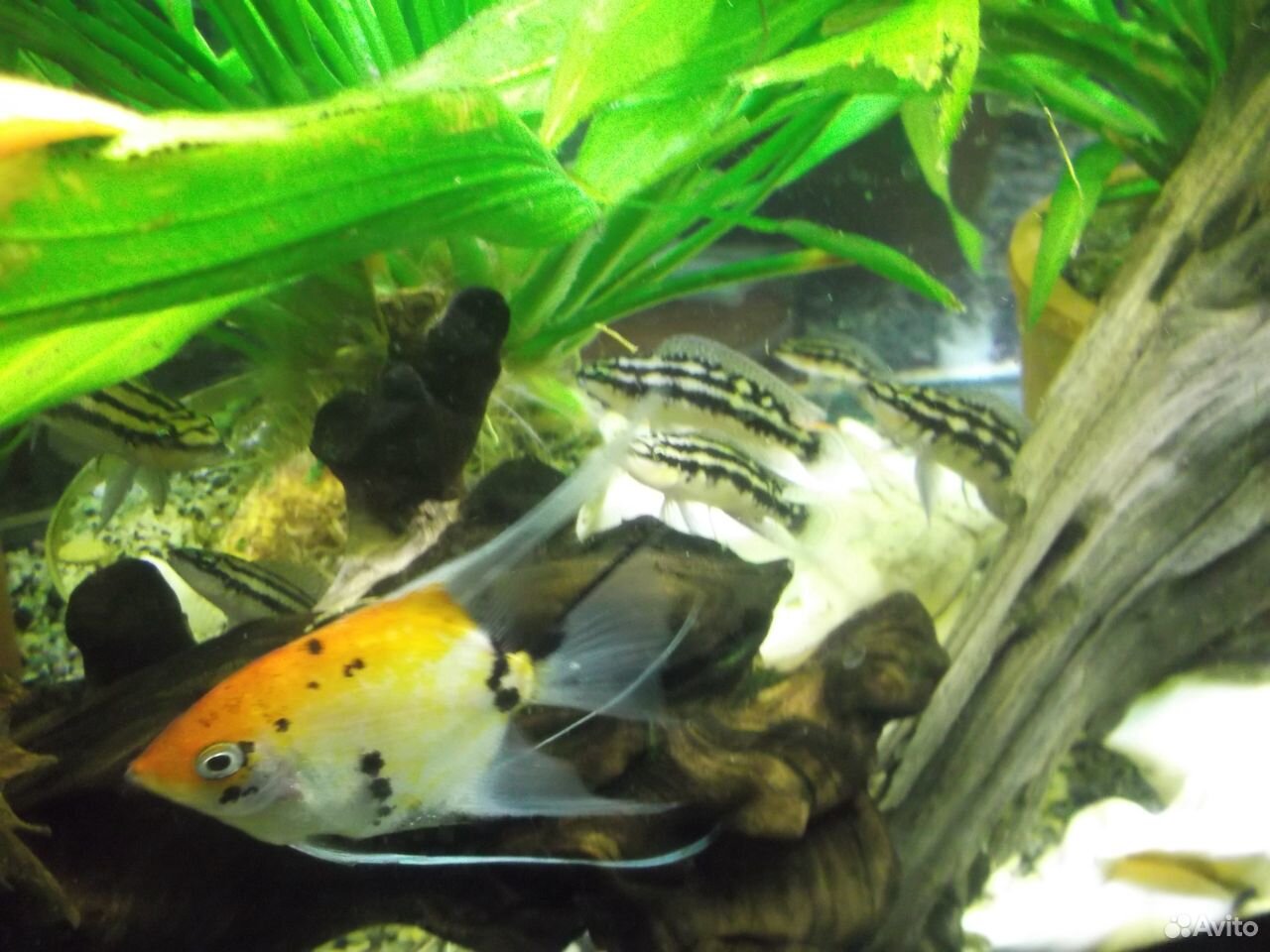 Танганьика Юлидохромисы