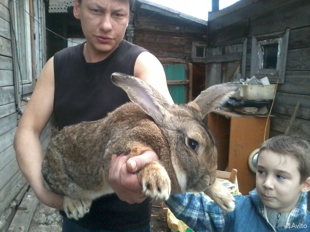 Кролики разных пород