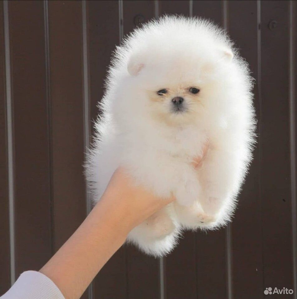 Померанский Шпиц Мишки Милашки