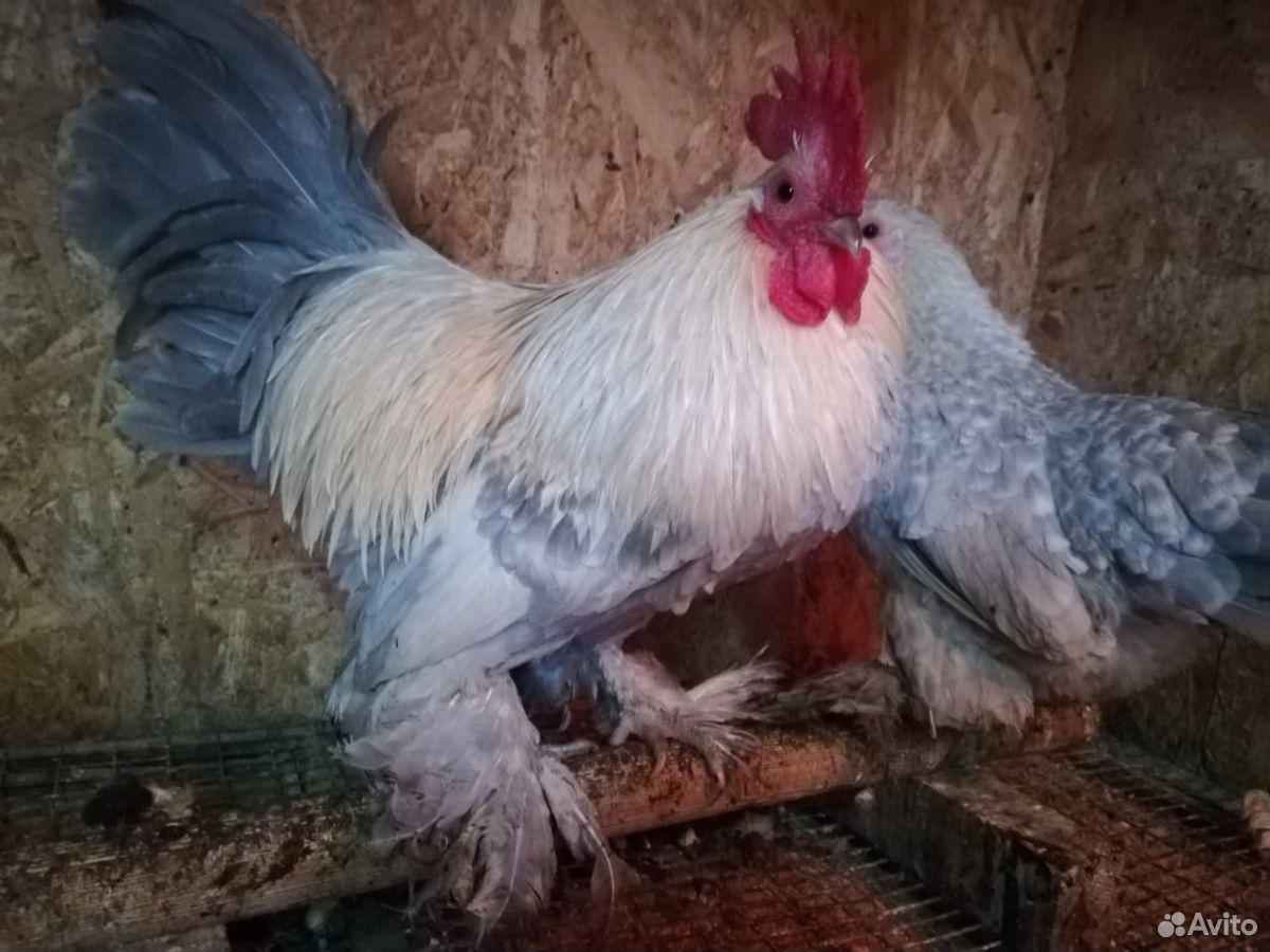 Инкубационное яйцо