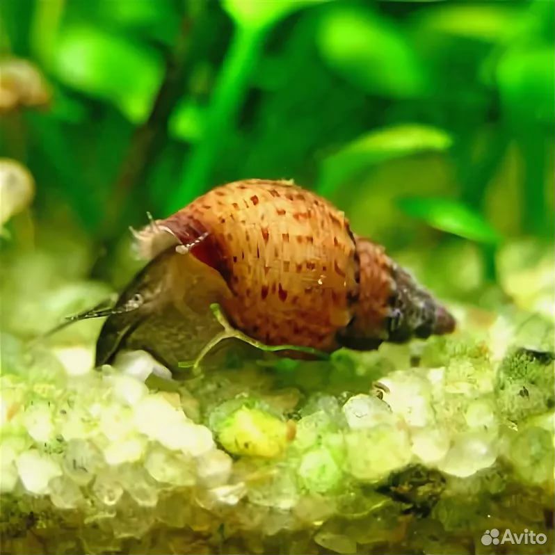 Улитка "Мелания Гранифера"