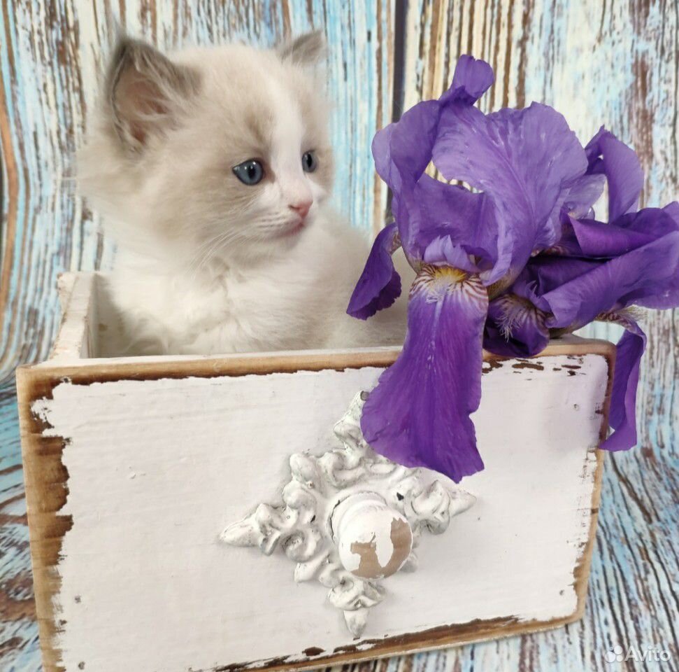 Колокольчики рэгдольчики