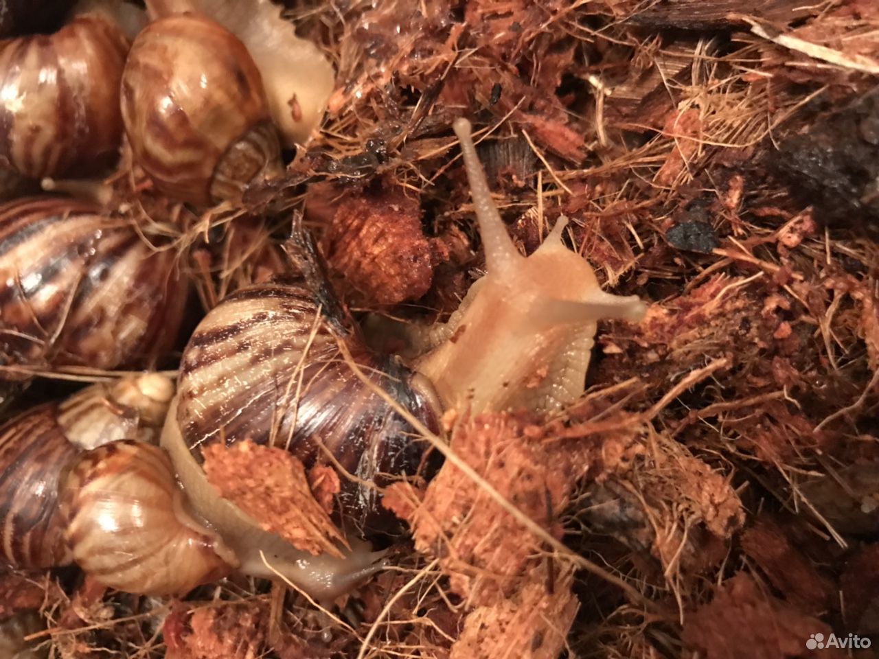 Улиточки Ахатинки