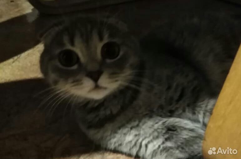 Котята - серые полосатики