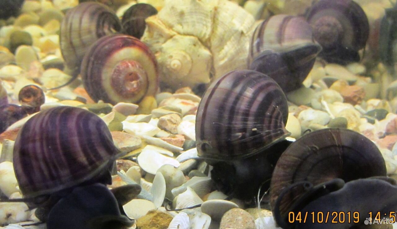 Ампулярии цветные